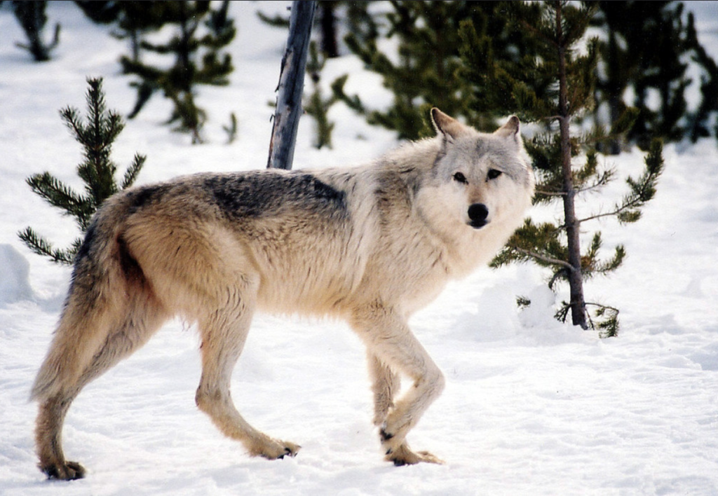 California's New Family Of Wolves: The Lassen Pack – Riot Material