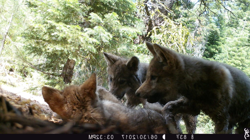 California's New Family Of Wolves: The Lassen Pack – Riot Material