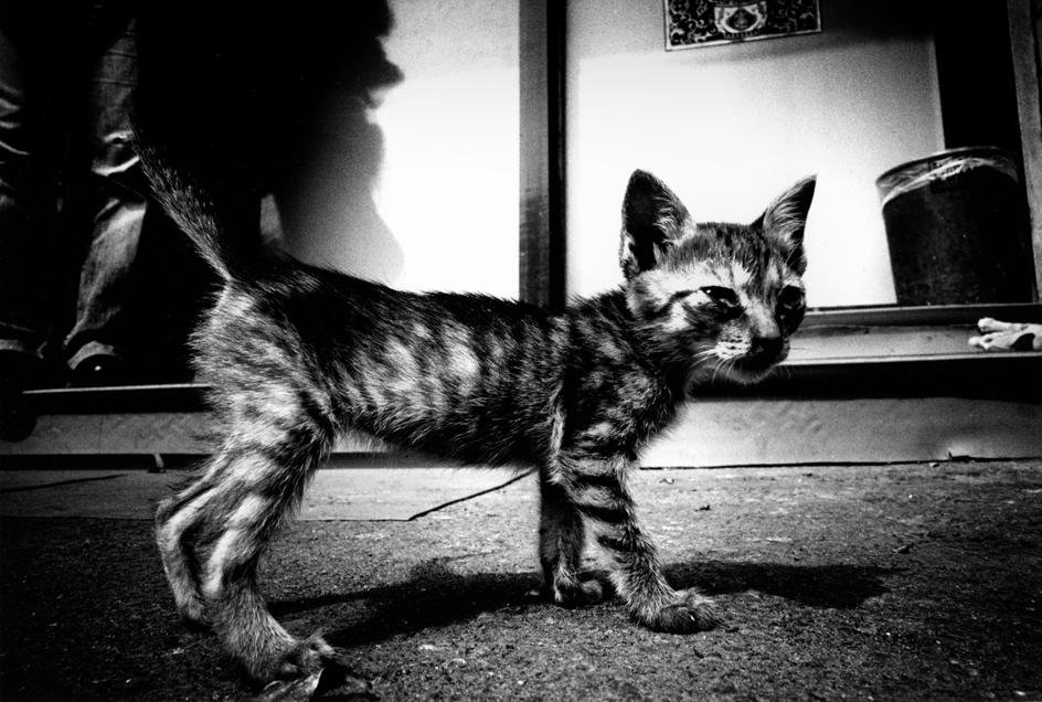 Stray Dog Of Tokyo, Daidō Moriyama – Riot Material